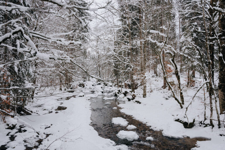 Bregenzerwald Winter: Aktivitäten & Tipps mit Hund