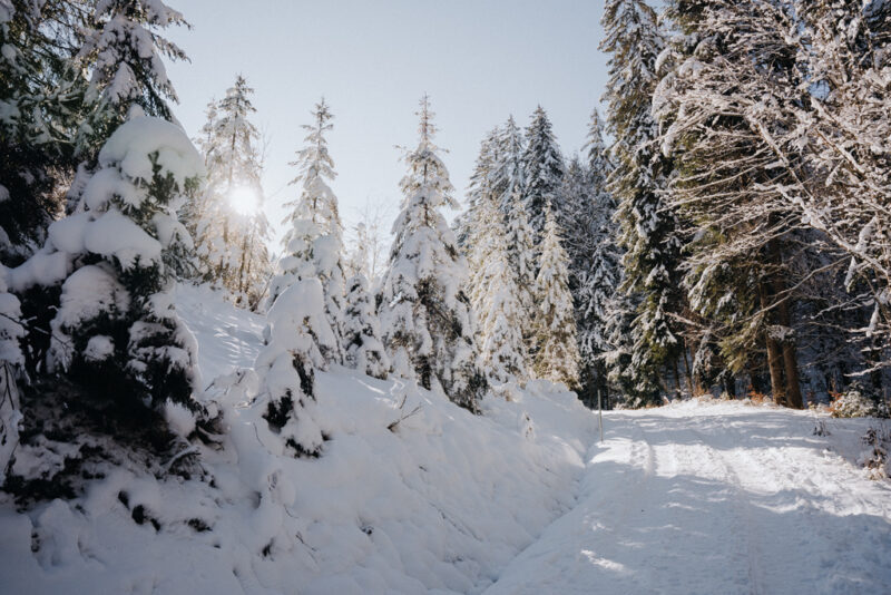 Bregenzerwald Winter: Aktivitäten & Tipps mit Hund